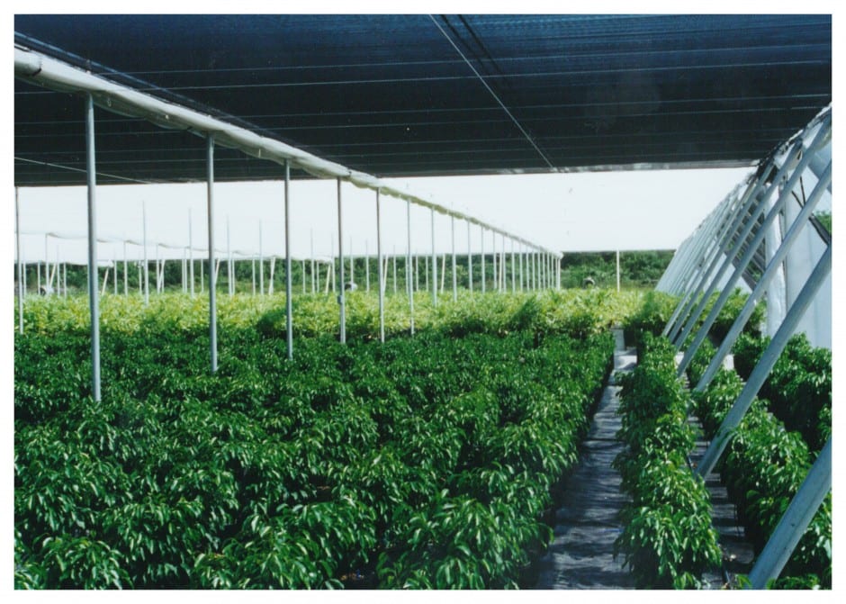 Agriculture / Recreational | Gallery | WeatherSolve Structures